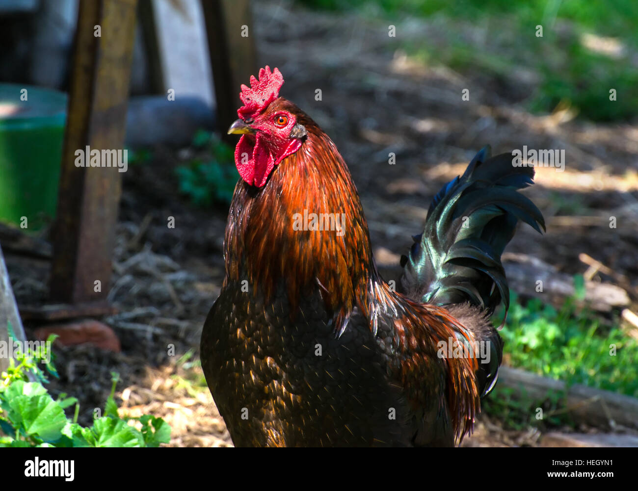 Rooster on a farm with poultry Stock Photo - Alamy