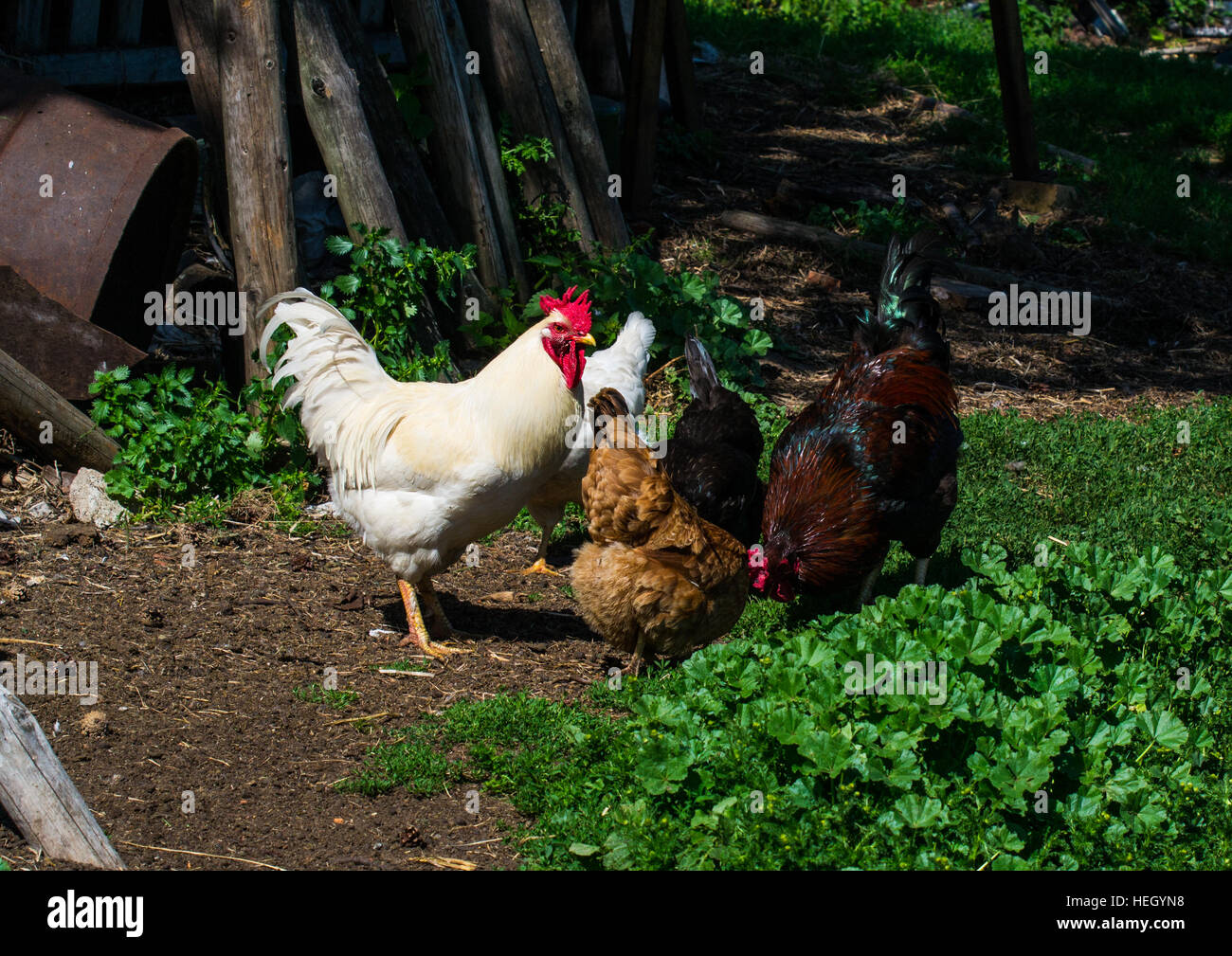 Rooster on a farm with poultry Stock Photo - Alamy
