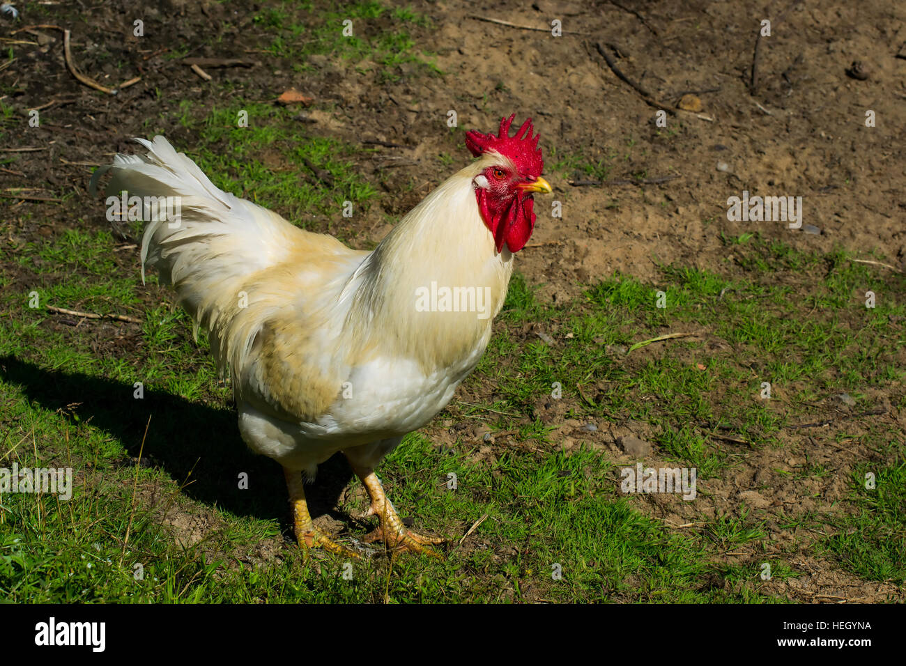 What Is A Farm Rooster at Tracy Sudie blog