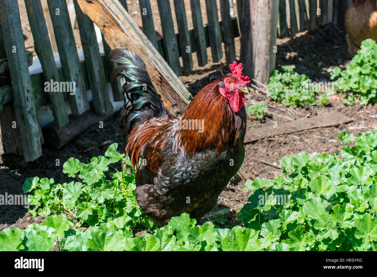 Rooster on a farm with poultry Stock Photo - Alamy