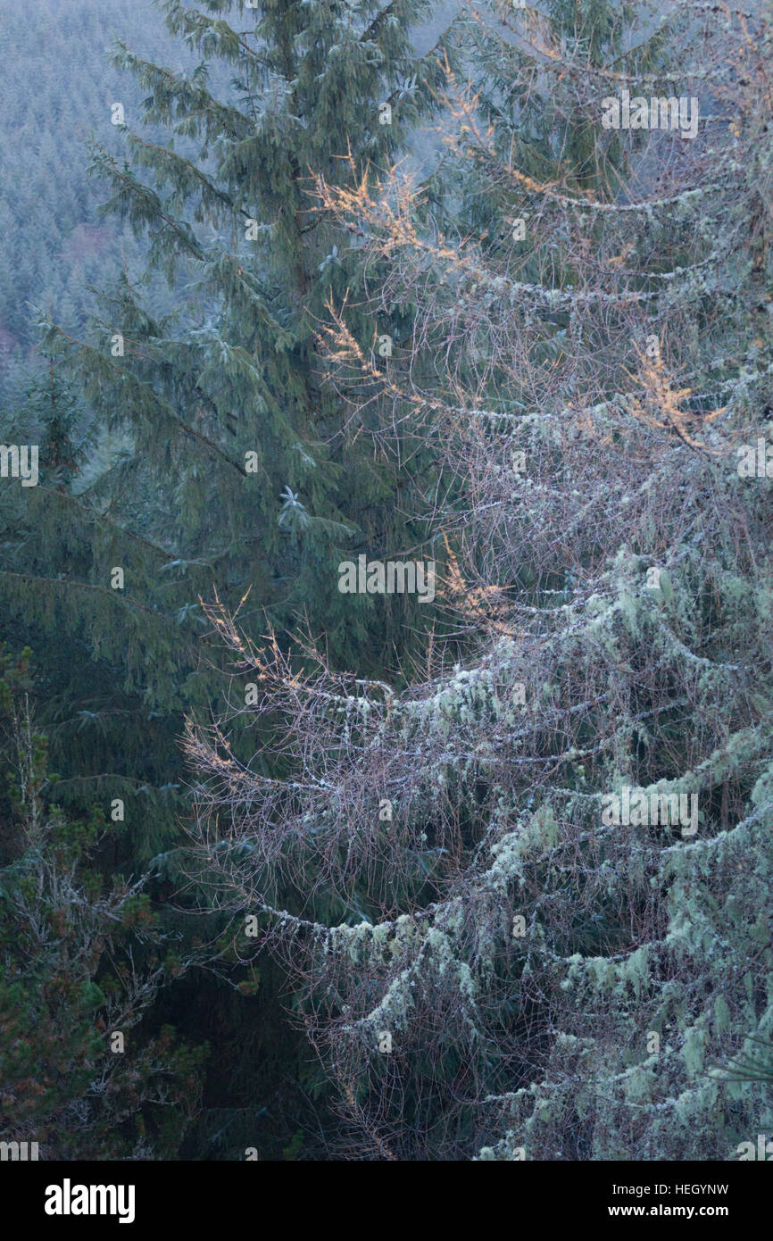 Larch tree with lichen detail in the heart of a conifer forest in late ...