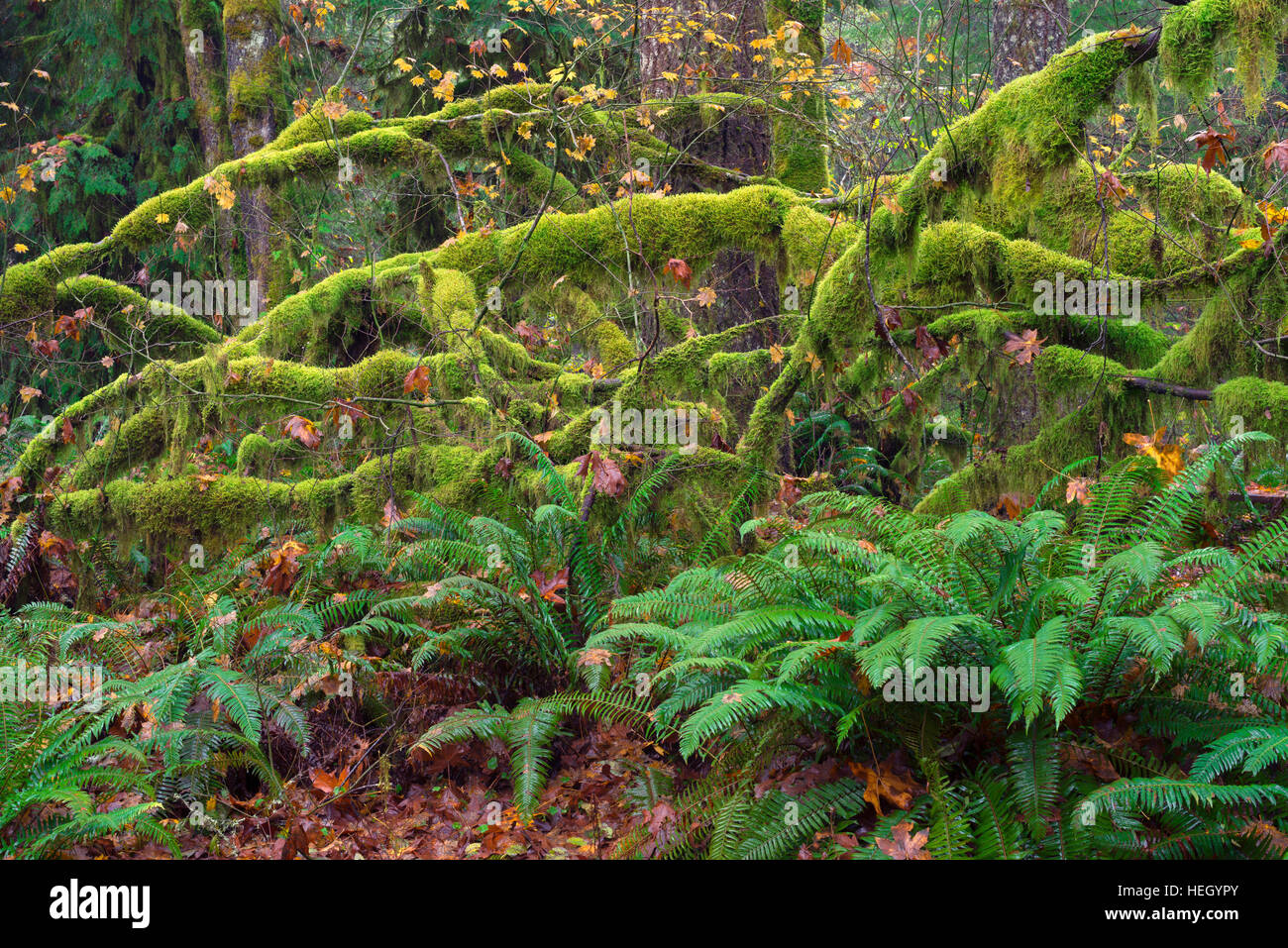 USA, Oregon, Cascade Range, Wildwood Recreation Site, Autumn forest ...