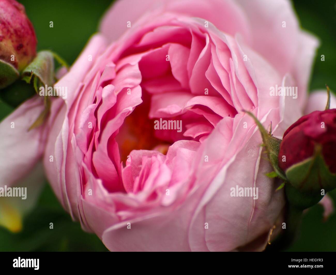 Pink rose with two closed rose buds Stock Photo - Alamy