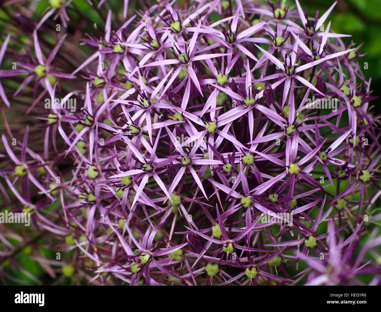 Purple flower with long thin petals and green centres Stock Photo - Alamy