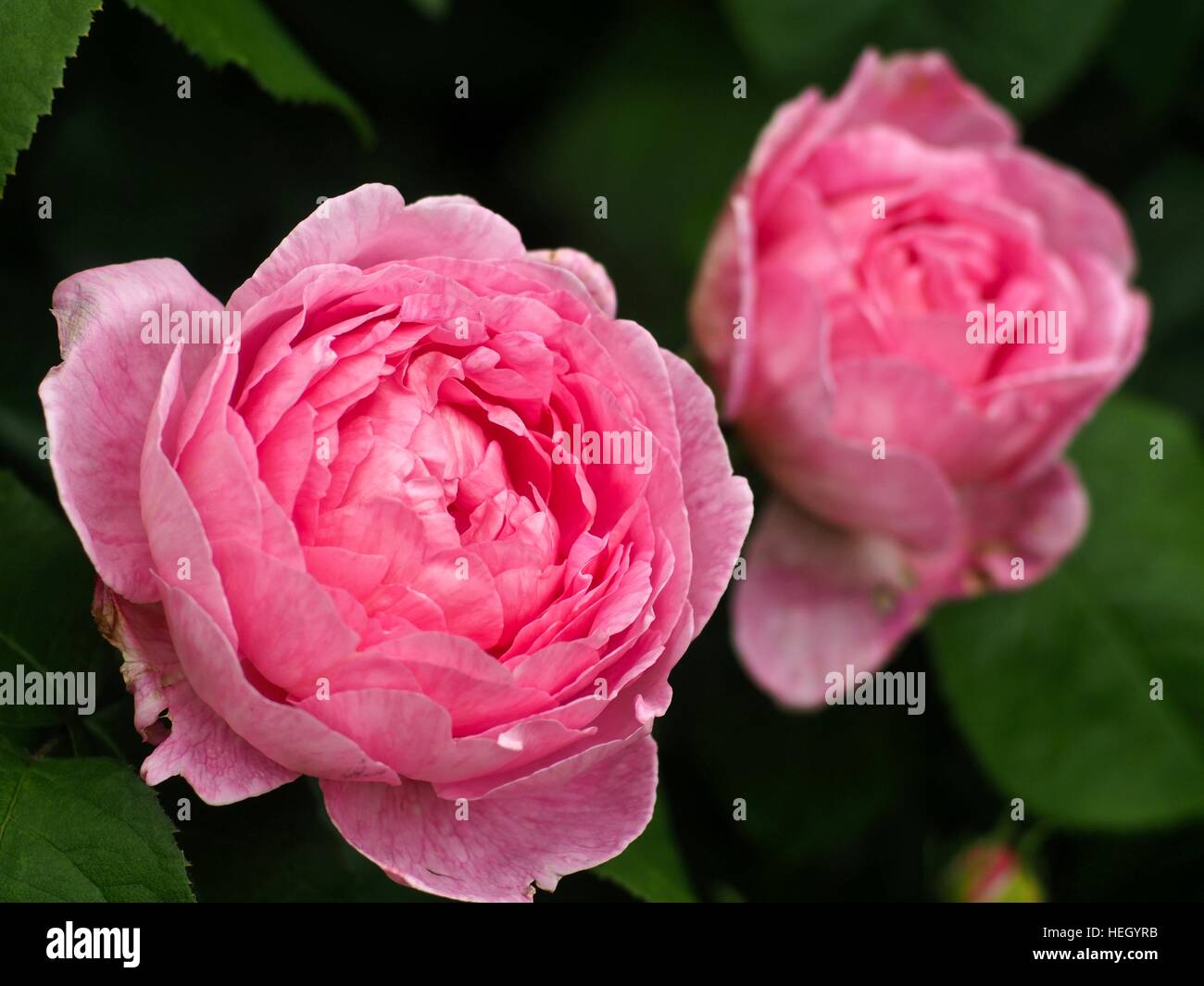 Two full roses hi-res stock photography and images - Alamy