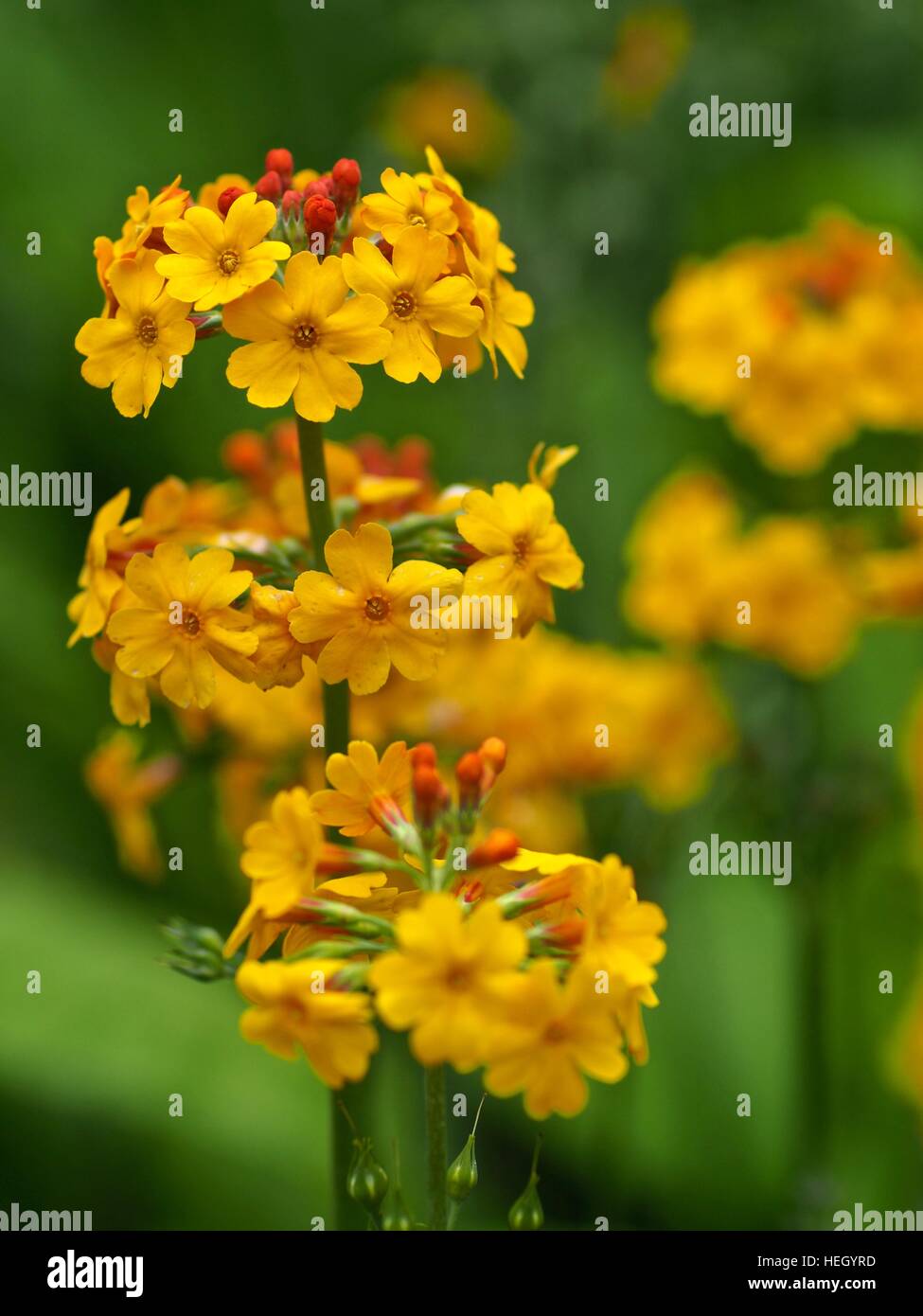 Delicate pink vector flower hi-res stock photography and images - Alamy