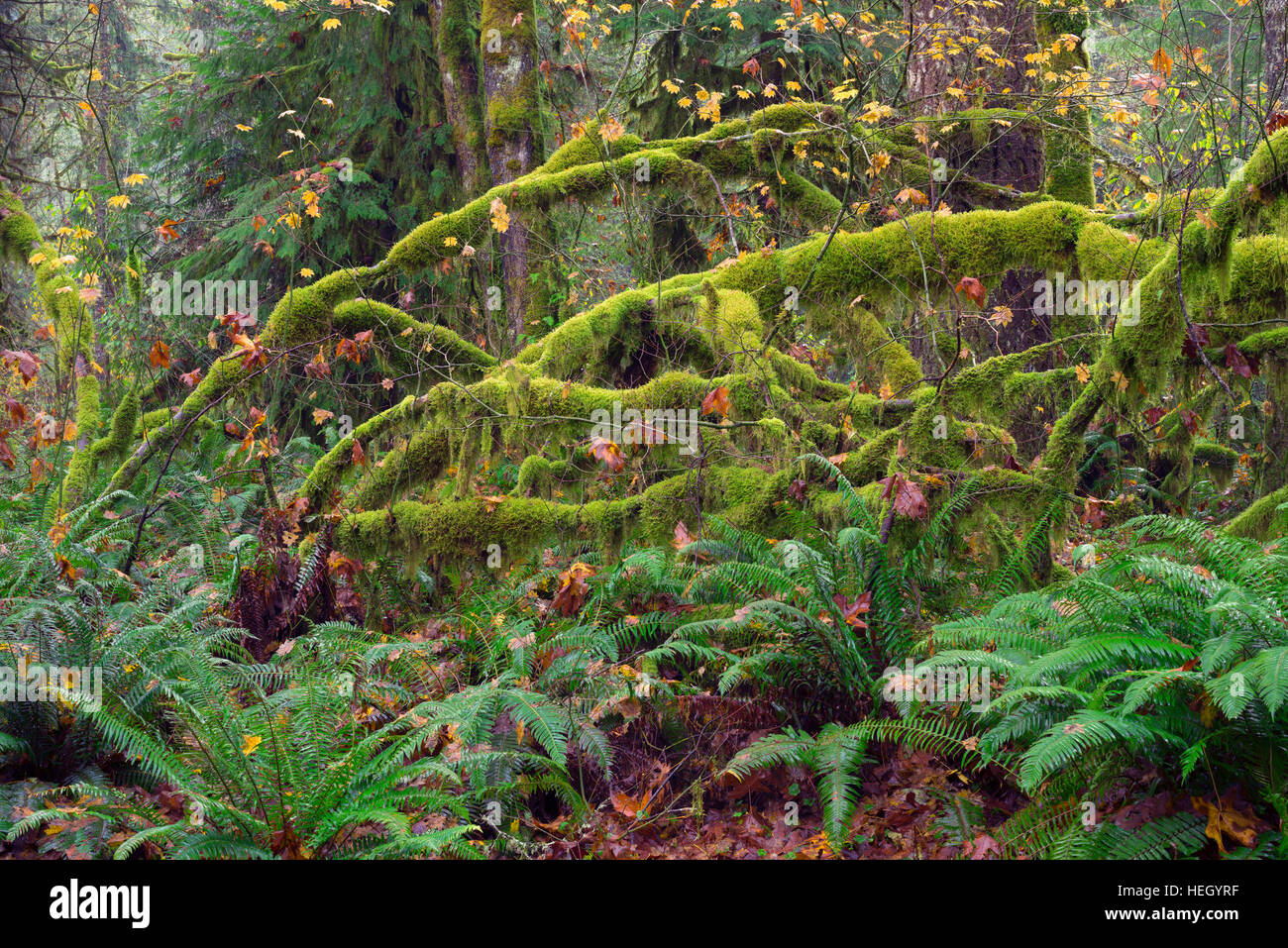 USA, Oregon, Cascade Range, Wildwood Recreation Site, Autumn forest ...