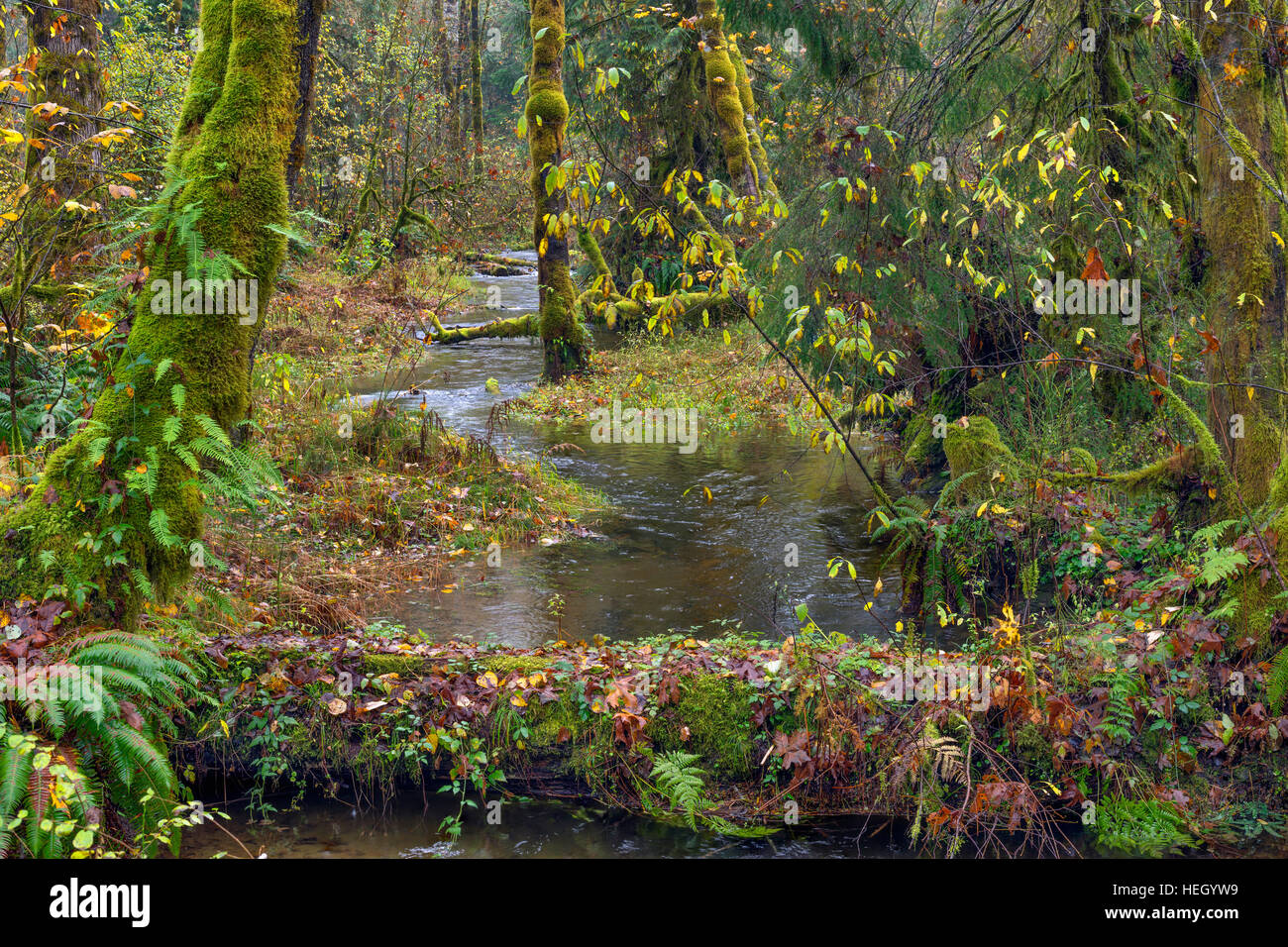 USA, Oregon, Cascade Range, Wildwood Recreation Site, Stream flows ...
