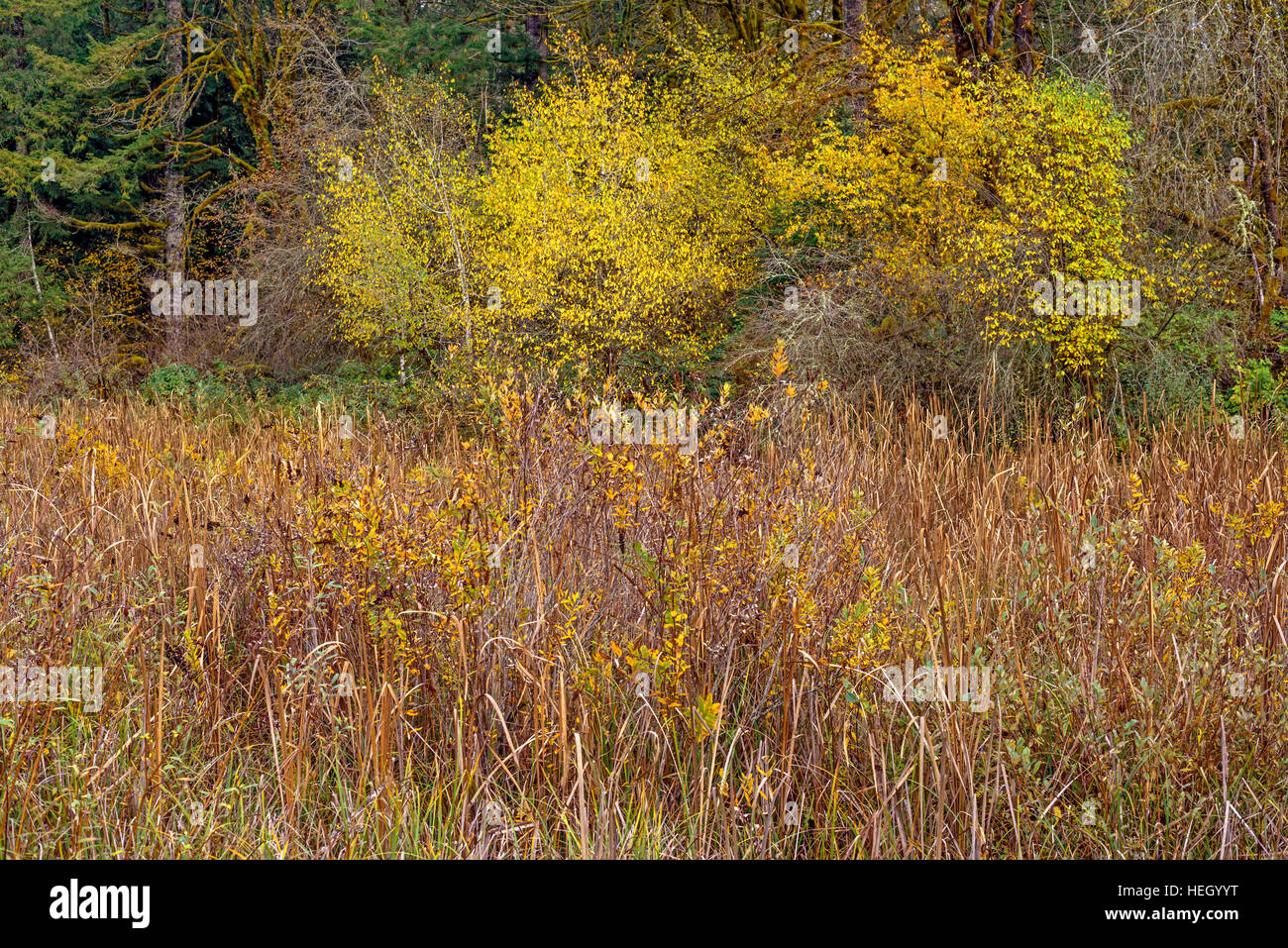 USA, Oregon, Cascade Range, Wildwood Recreation Site, Cattail marsh and ...