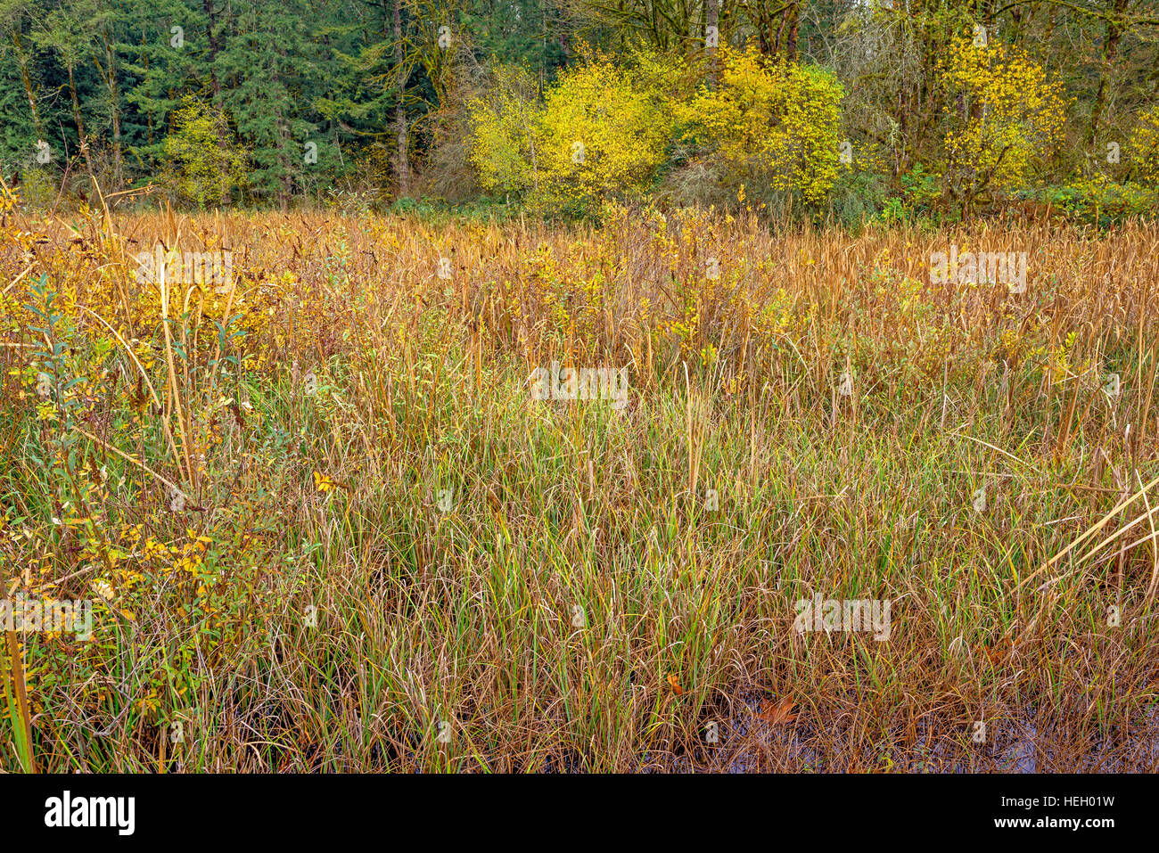 USA, Oregon, Cascade Range, Wildwood Recreation Site, Cattail marsh and ...