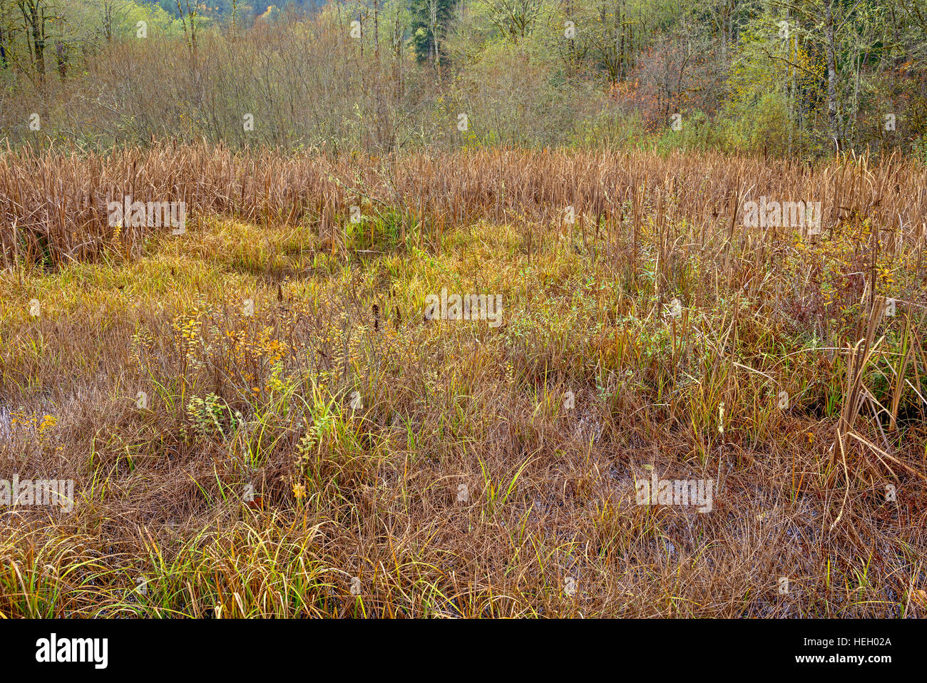 USA, Oregon, Cascade Range, Wildwood Recreation Site, Cattail marsh and ...
