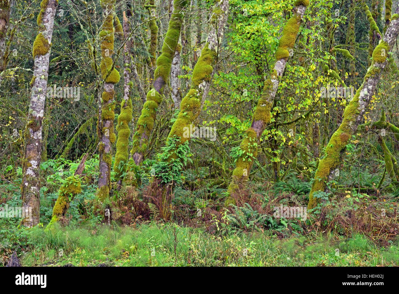USA, Oregon, Cascade Range, Wildwood Recreation Site, Lush grove of red ...