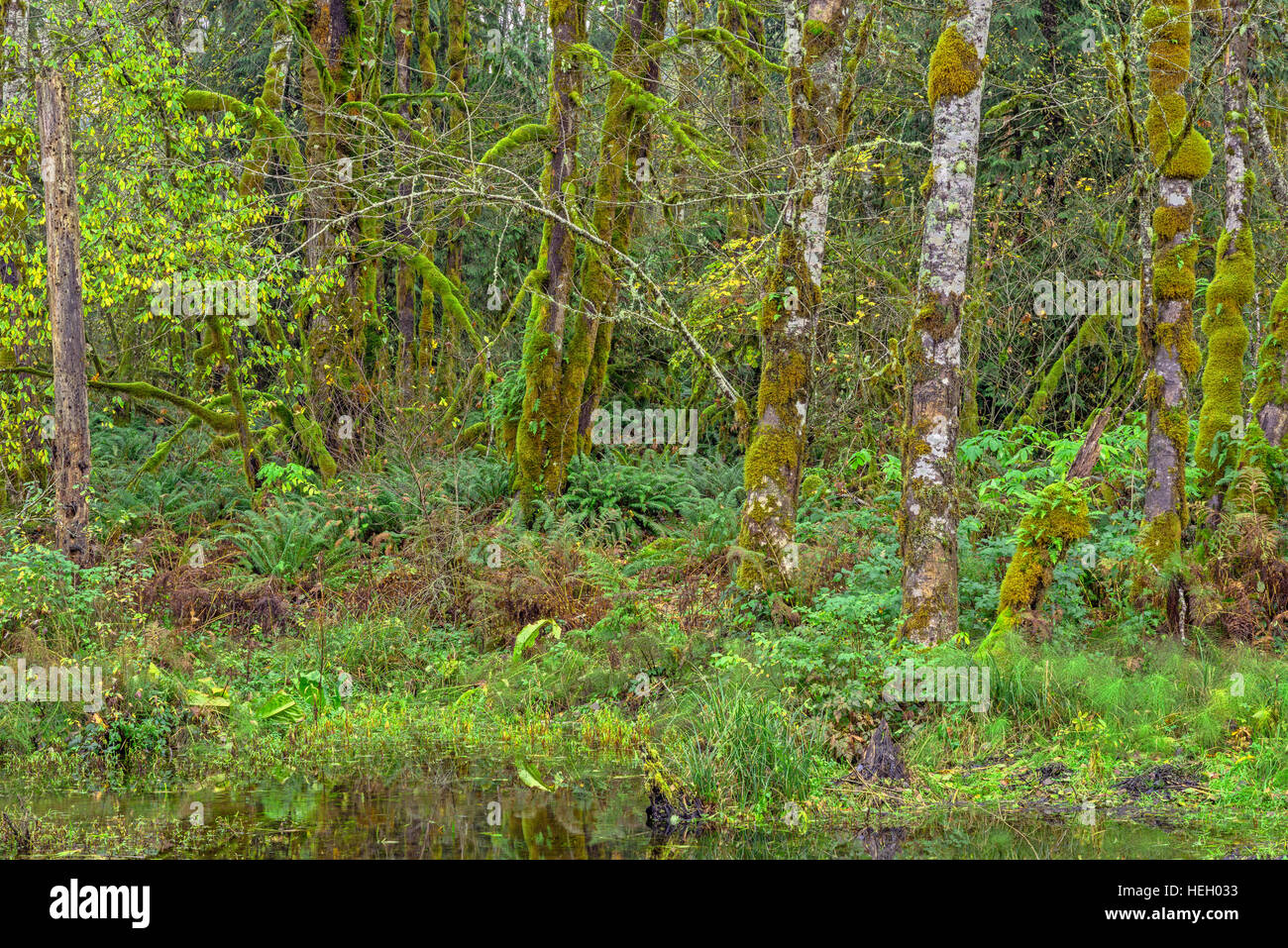 USA, Oregon, Cascade Range, Wildwood Recreation Site, Lush grove of red ...