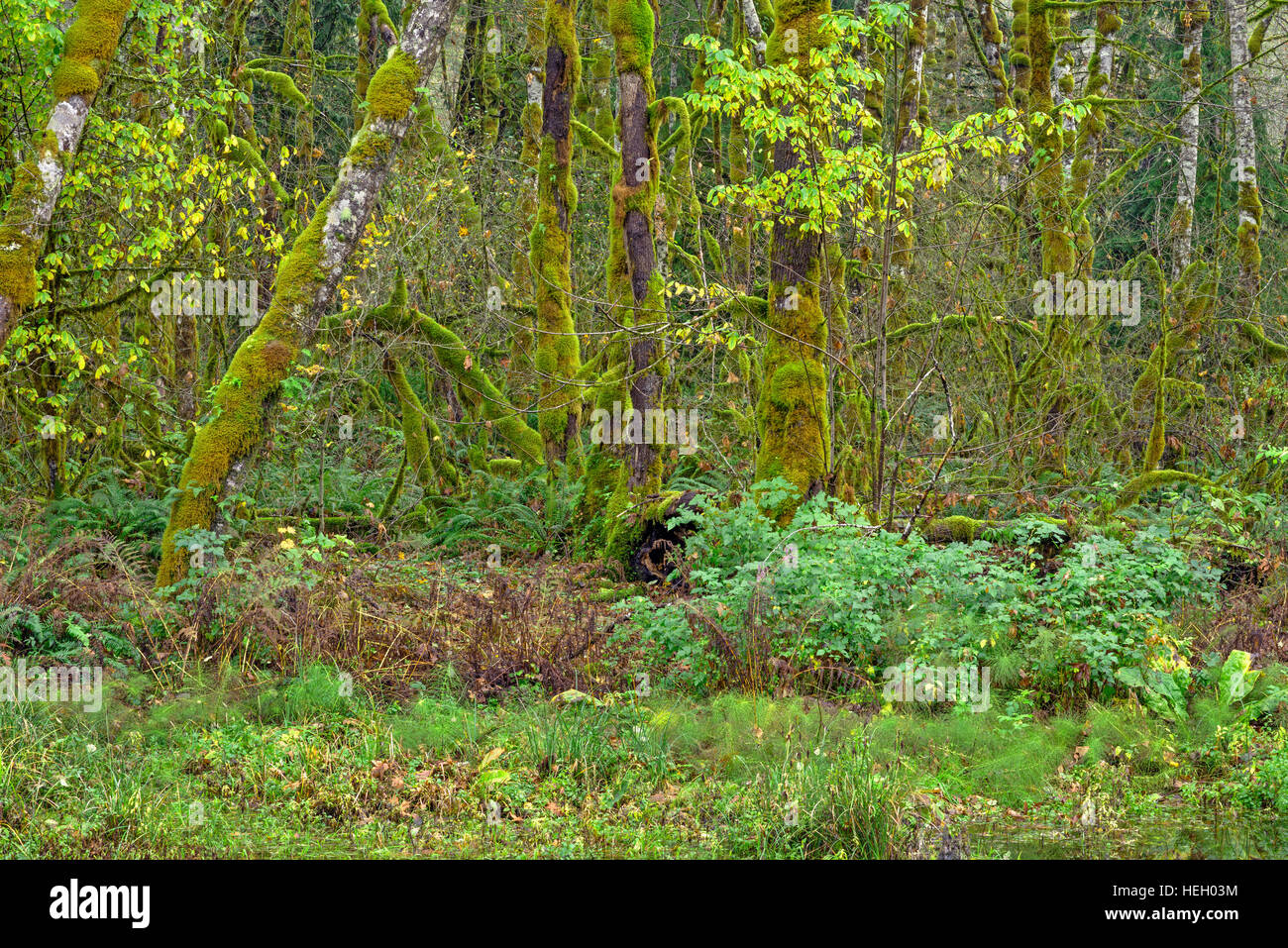 USA, Oregon, Cascade Range, Wildwood Recreation Site, Lush grove of red ...