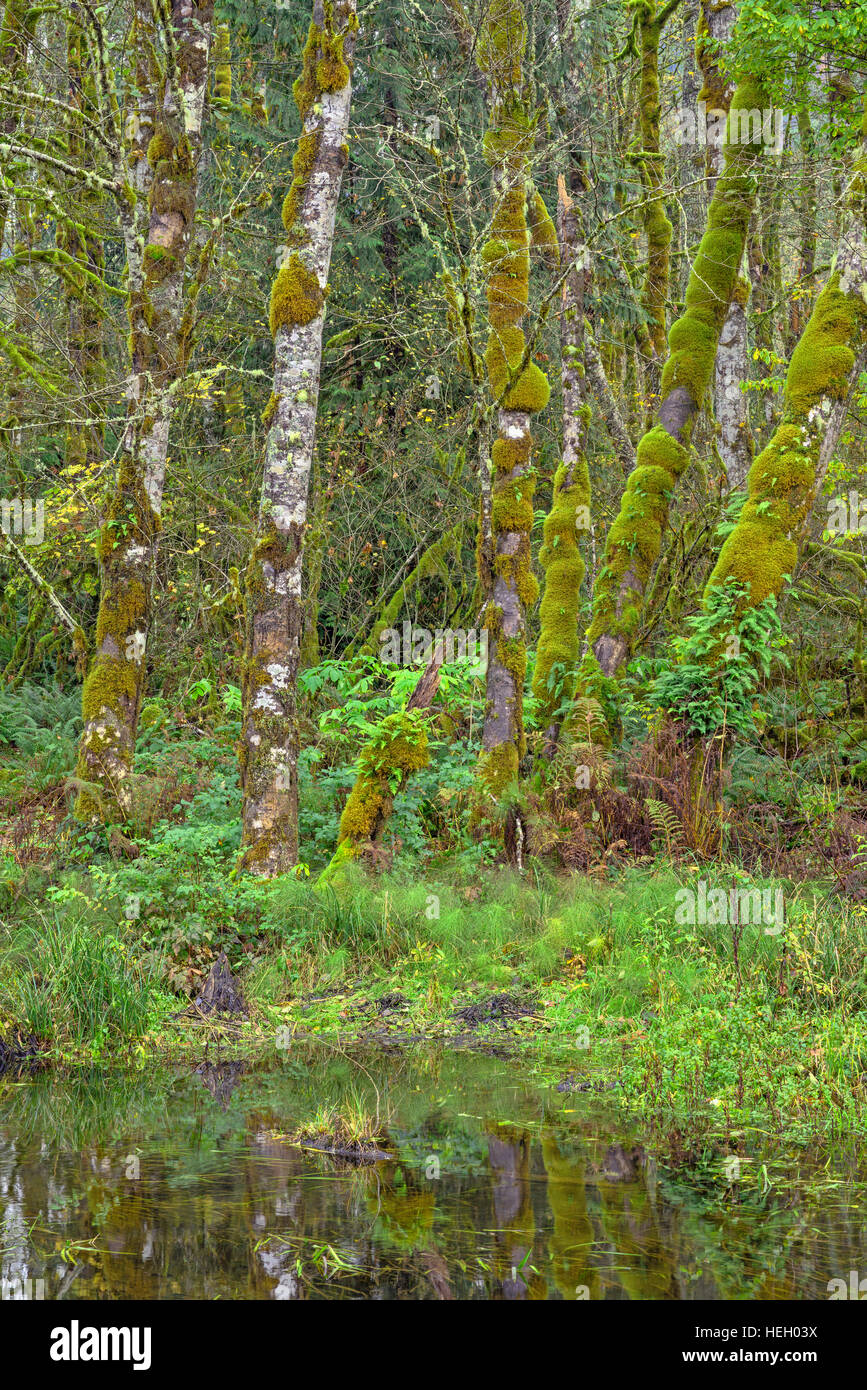 Red alder tree hi-res stock photography and images - Alamy