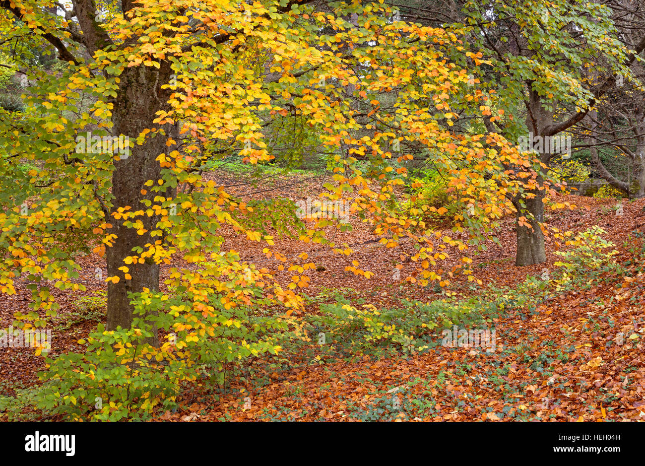 USA, Oregon, Portland, Hoyt Arboretum, Autumn color of European beech ...