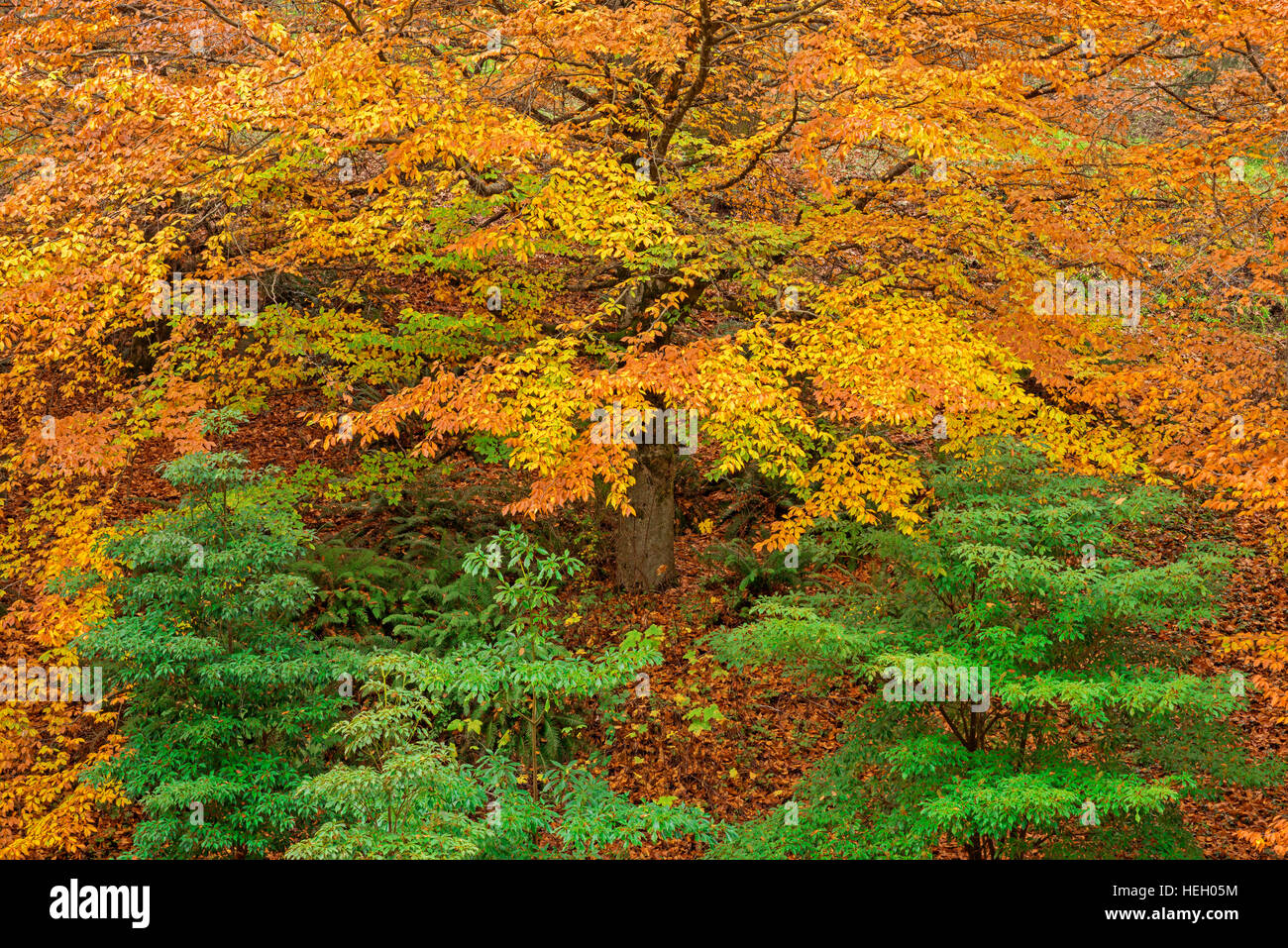 USA, Oregon, Portland, Hoyt Arboretum, Autumn color of American beech ...