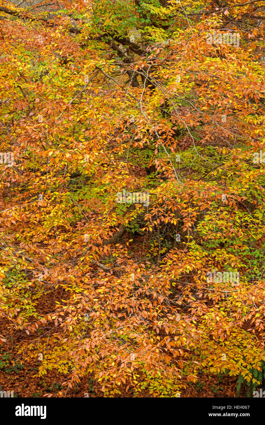 USA, Oregon, Portland, Hoyt Arboretum, Autumn color of American beech ...