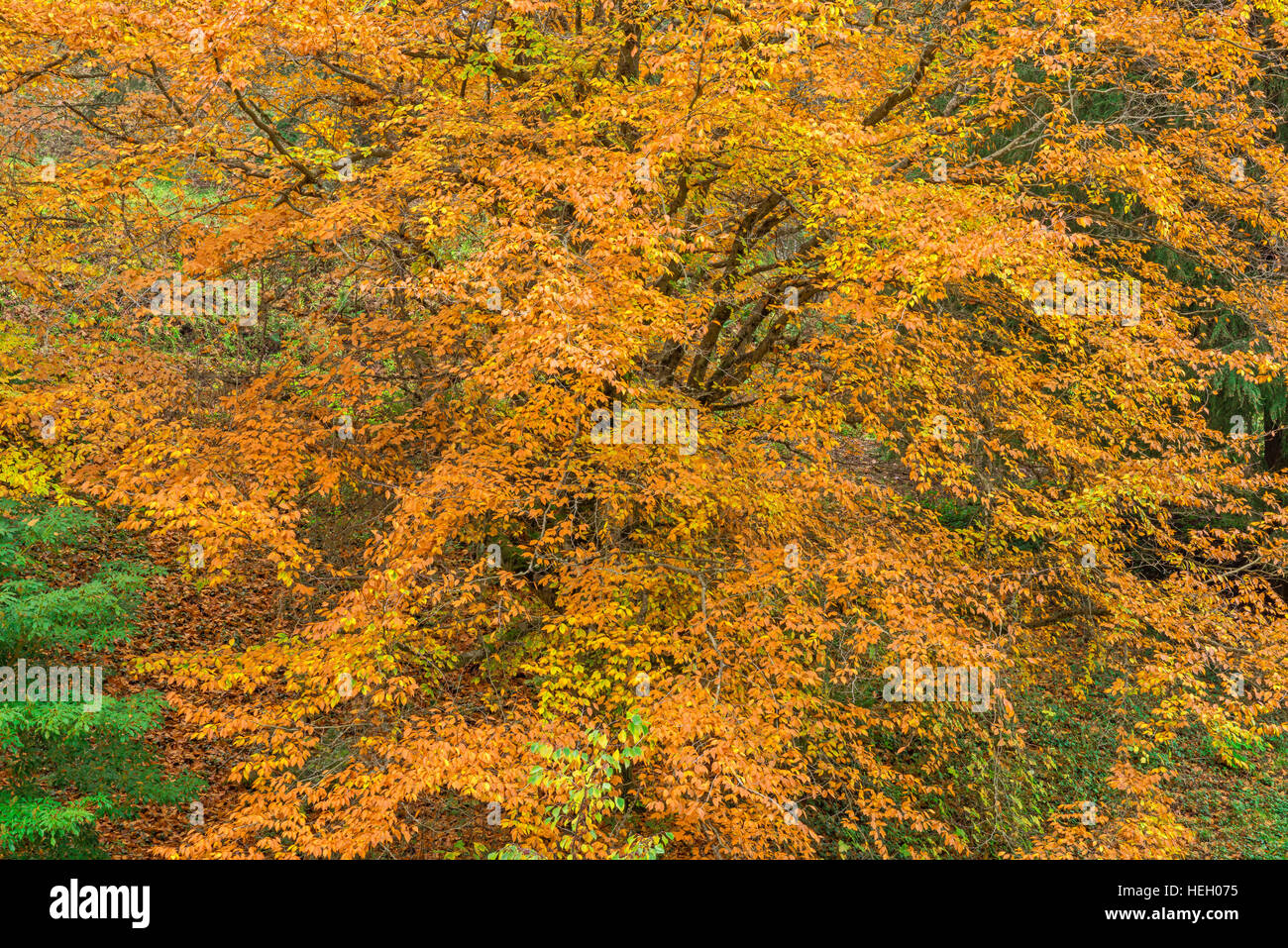 USA, Oregon, Portland, Hoyt Arboretum, Autumn color of American beech ...