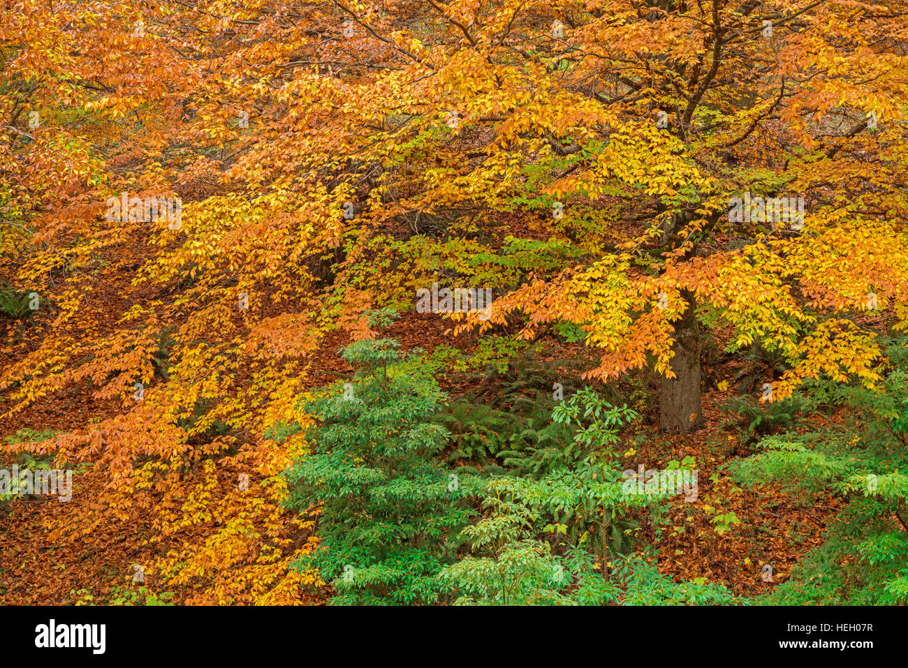 USA, Oregon, Portland, Hoyt Arboretum, Autumn color of American beech ...