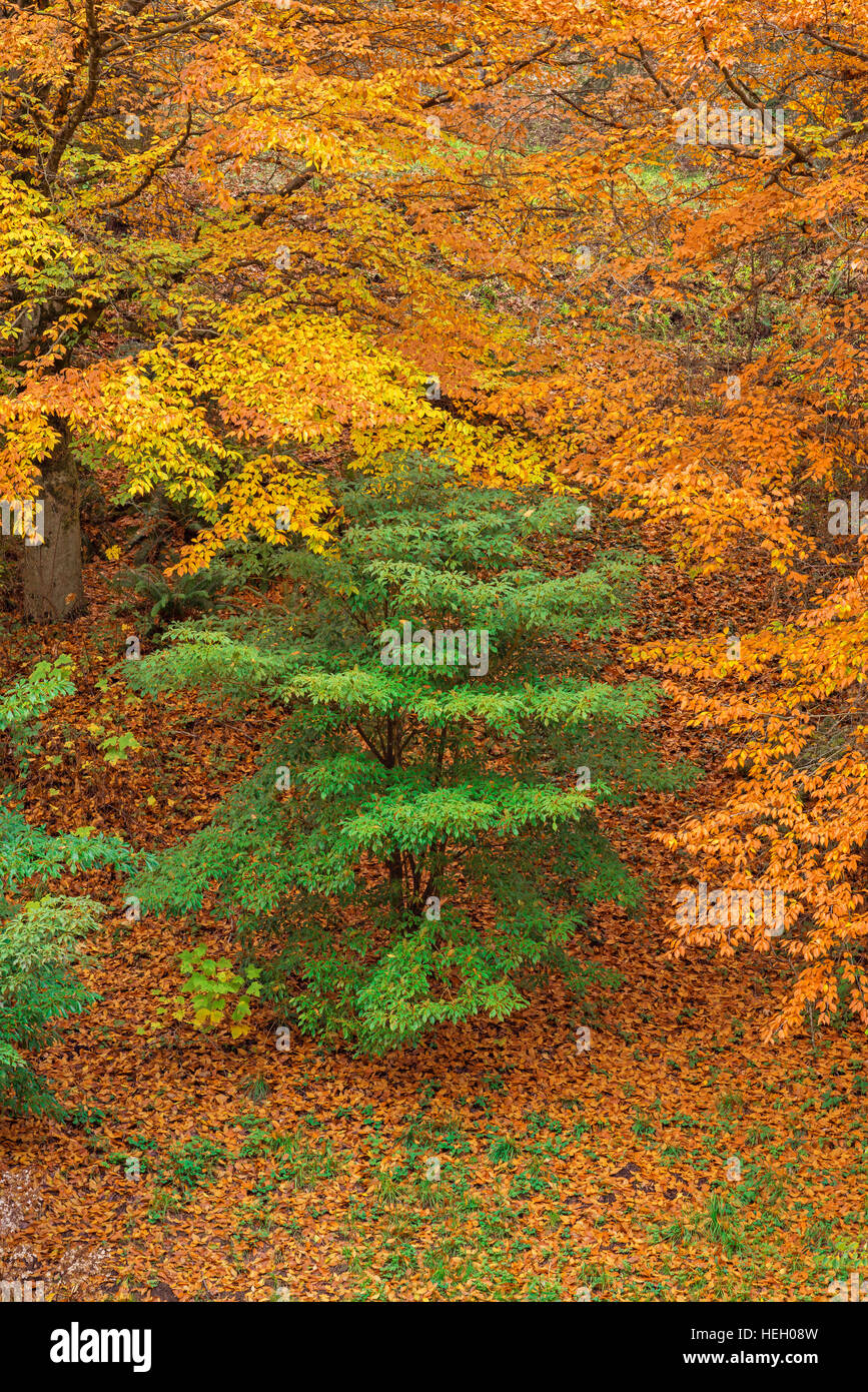 USA, Oregon, Portland, Hoyt Arboretum, Autumn color of American beech ...