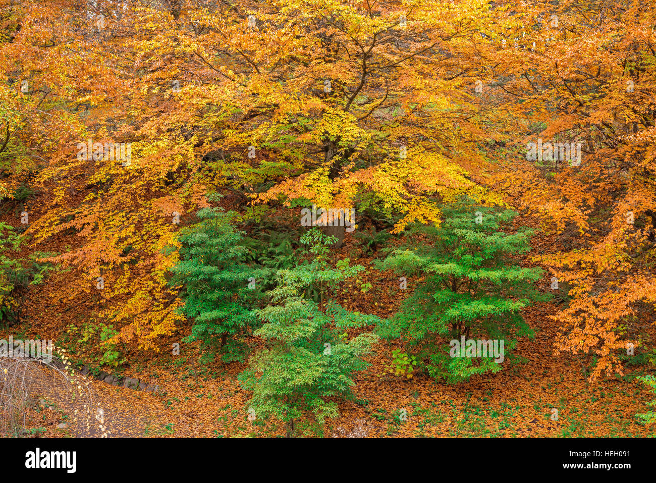 USA, Oregon, Portland, Hoyt Arboretum, Autumn color of American beech ...