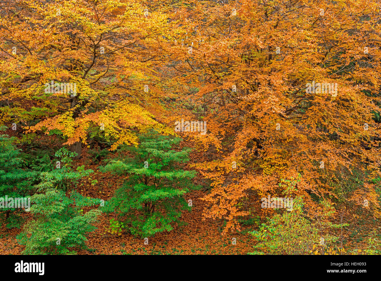 USA, Oregon, Portland, Hoyt Arboretum, Autumn color of American beech ...