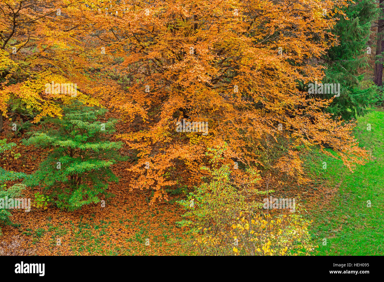 USA, Oregon, Portland, Hoyt Arboretum, Autumn color of American beech ...