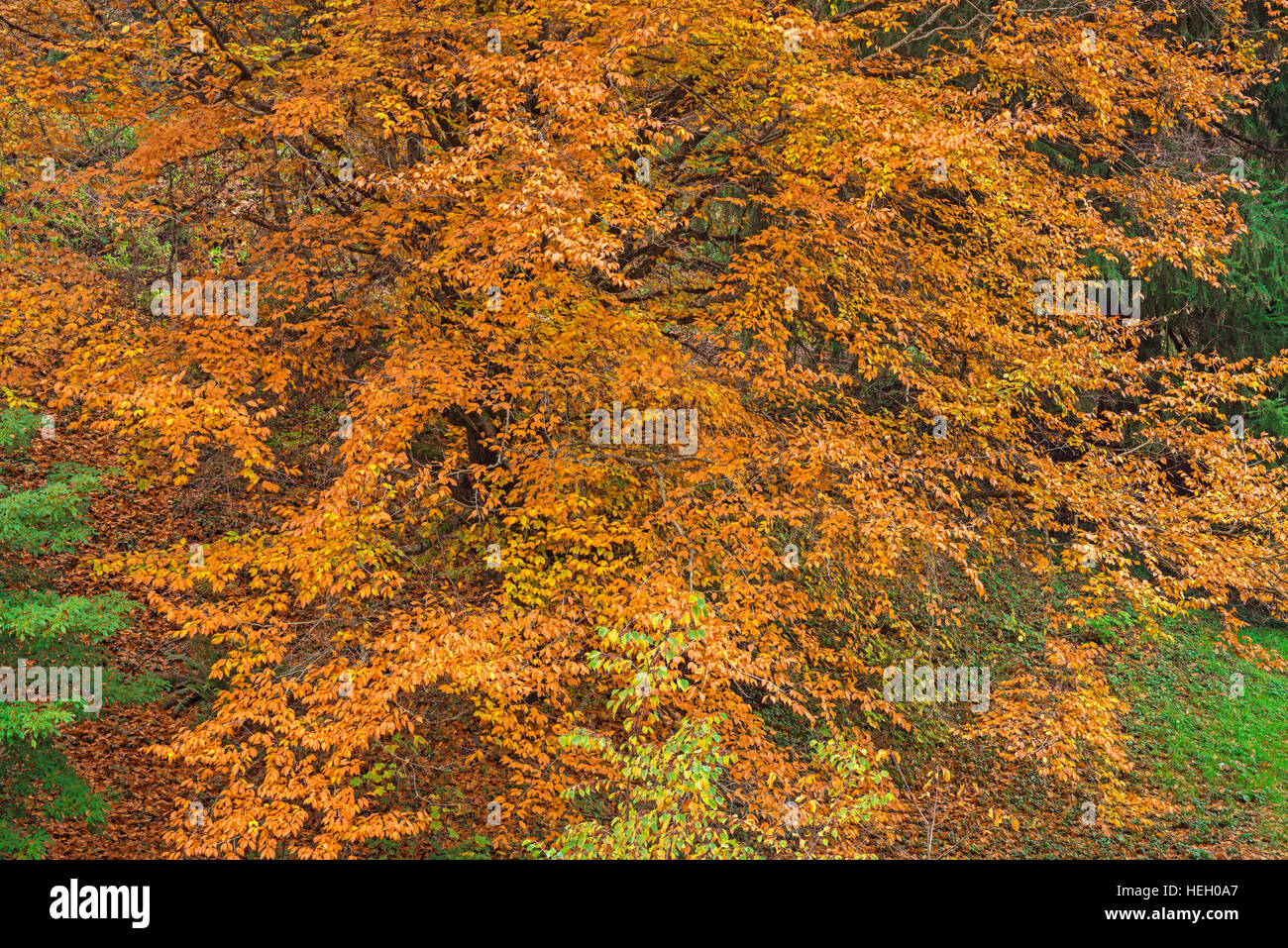 USA, Oregon, Portland, Hoyt Arboretum, Autumn color of American beech ...