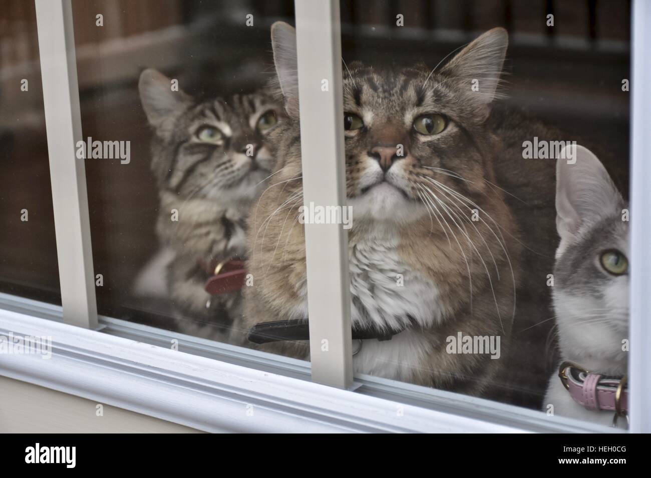 Three cats looking out a house window Stock Photo - Alamy