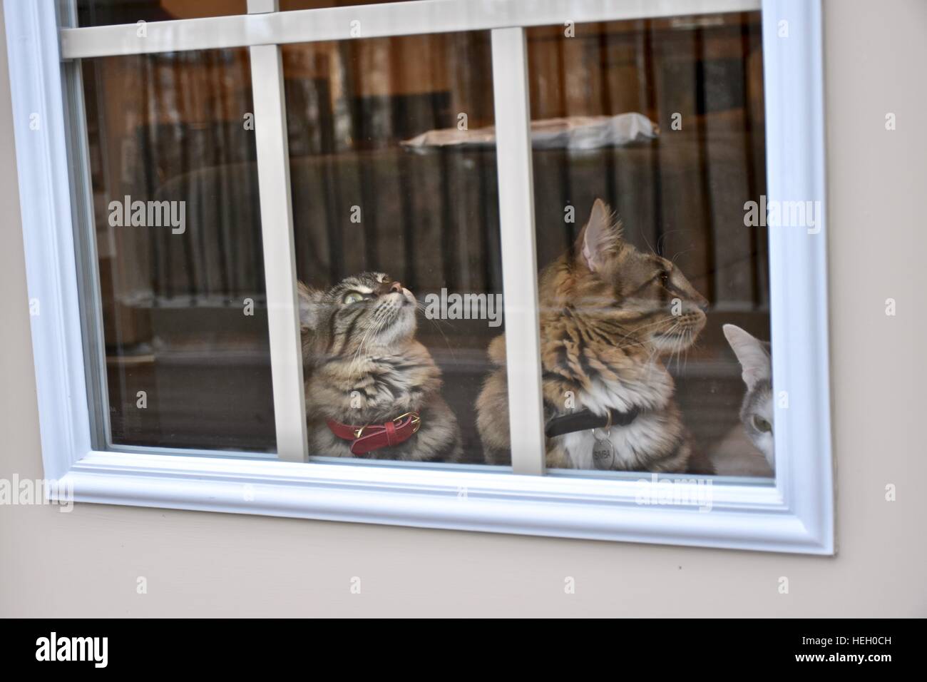Three cats looking out a house window Stock Photo - Alamy