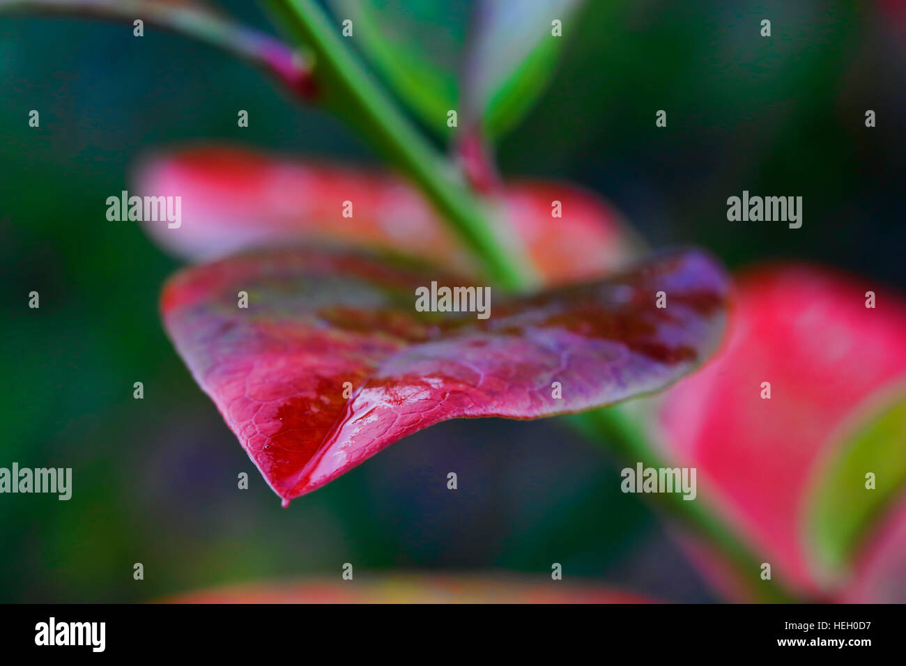 Blueberry leaf in brilliant fall color Stock Photo - Alamy