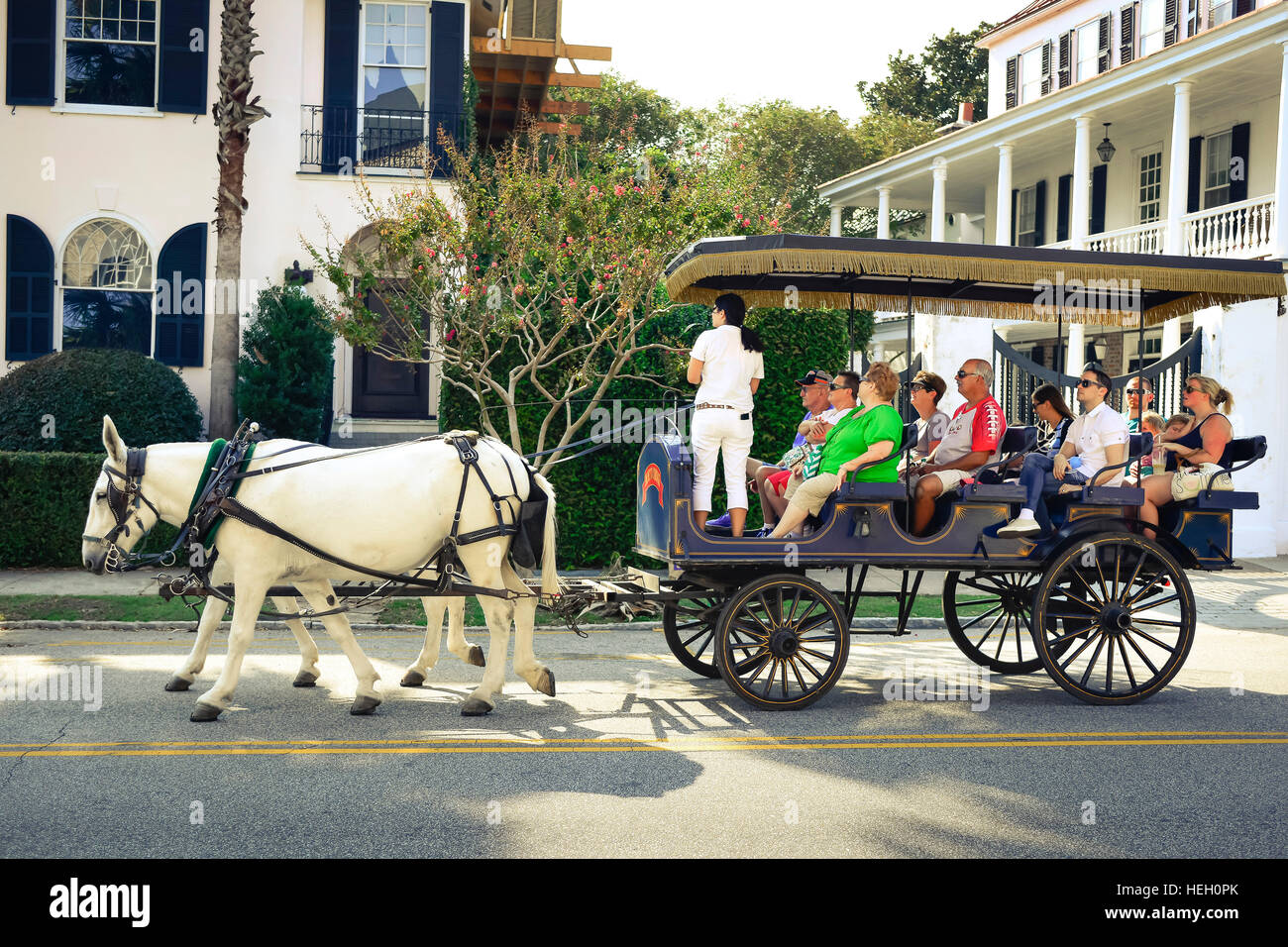 A tour guide drives a team of white mules pulling a tourists sight ...