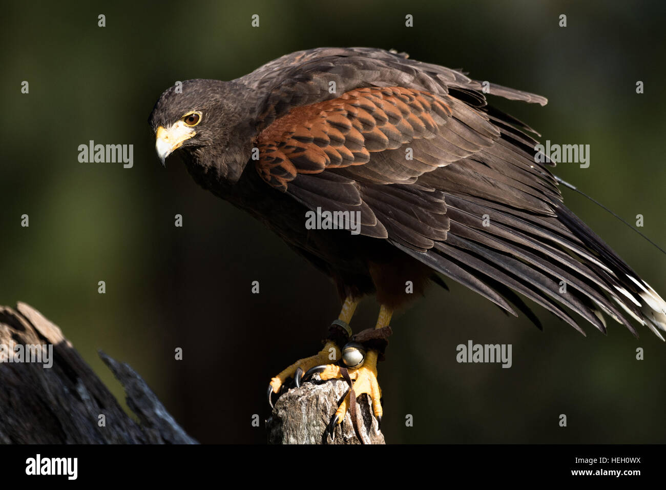 Portrait of a Harris Hawk at the Center for Birds of Prey November 15 ...
