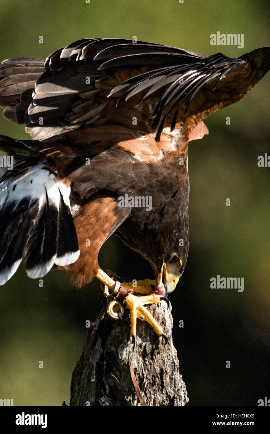Harris Hawk grabs food from a perch at the Center for Birds of Prey ...