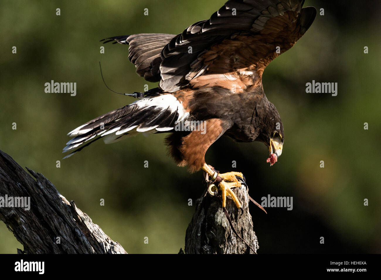 Harris Hawk grabs food from a perch at the Center for Birds of Prey ...