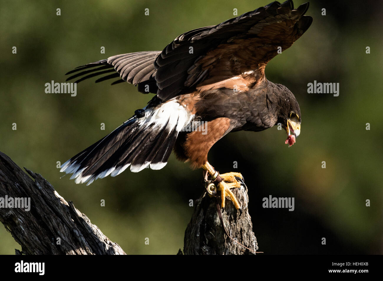 Harris Hawk grabs food from a perch at the Center for Birds of Prey ...