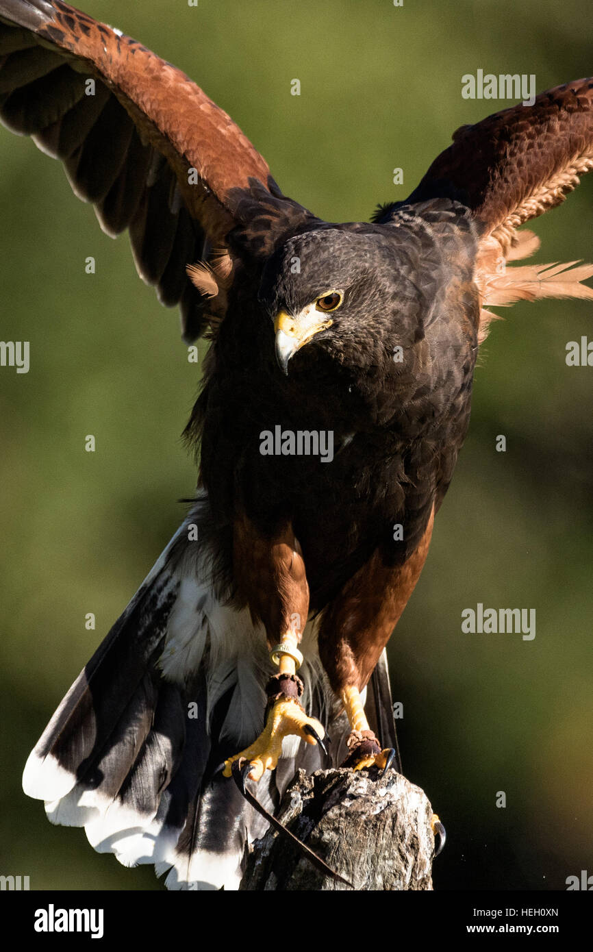 Harris Hawk on a perch at the Center for Birds of Prey November 15 ...