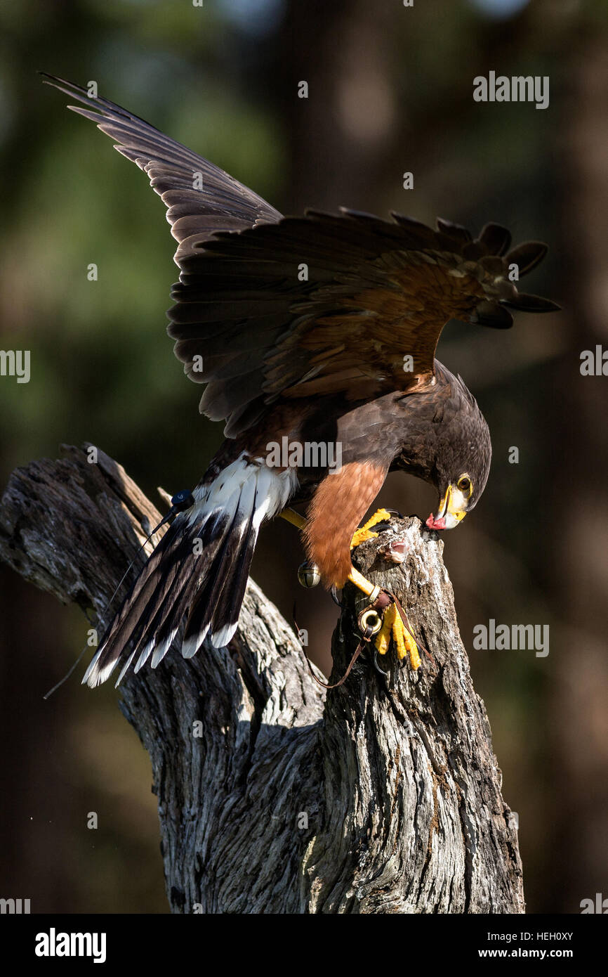 Harris Hawk lands on a perch at the Center for Birds of Prey November ...