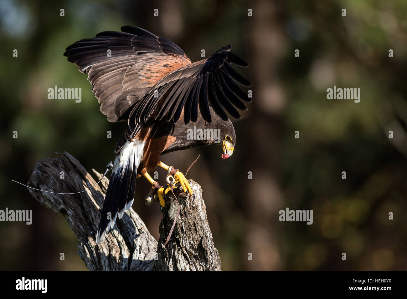 Harris Hawk with food on a perch at the Center for Birds of Prey ...