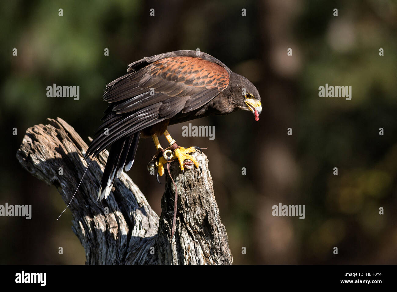 Harris Hawk with food on a perch at the Center for Birds of Prey ...