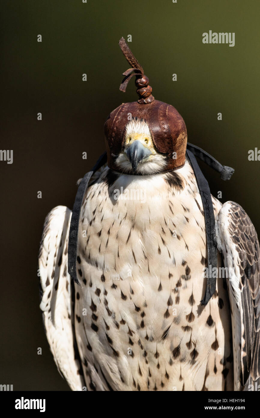 Lanner Falcon wearing a hood at the Center for Birds of Prey November ...