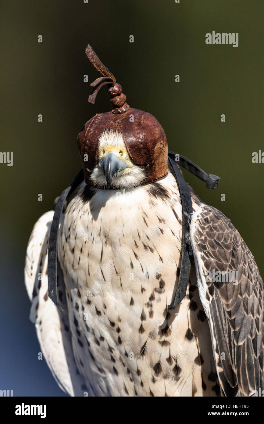 Lanner Falcon wearing a hood at the Center for Birds of Prey November ...