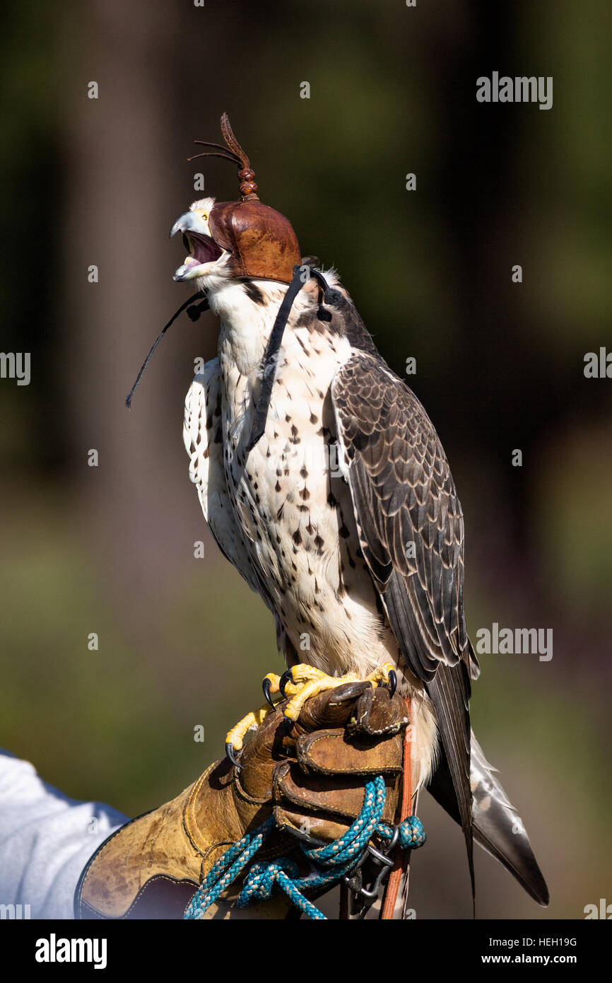 Lanner Falcon wearing a hood at the Center for Birds of Prey November ...
