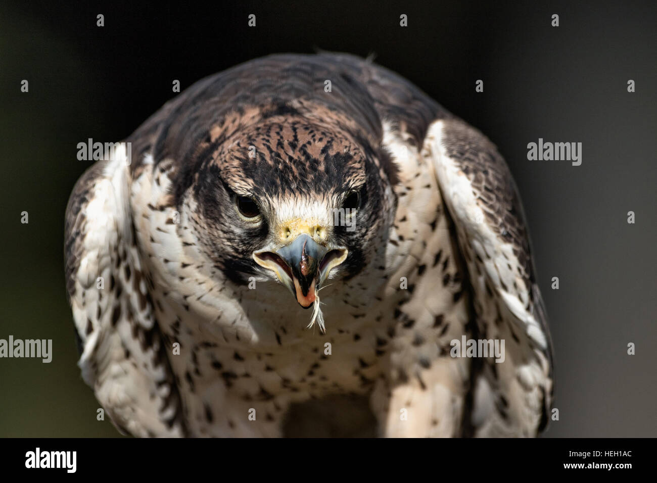 Portrait of a Lanner Falcon at the Center for Birds of Prey November 15 ...
