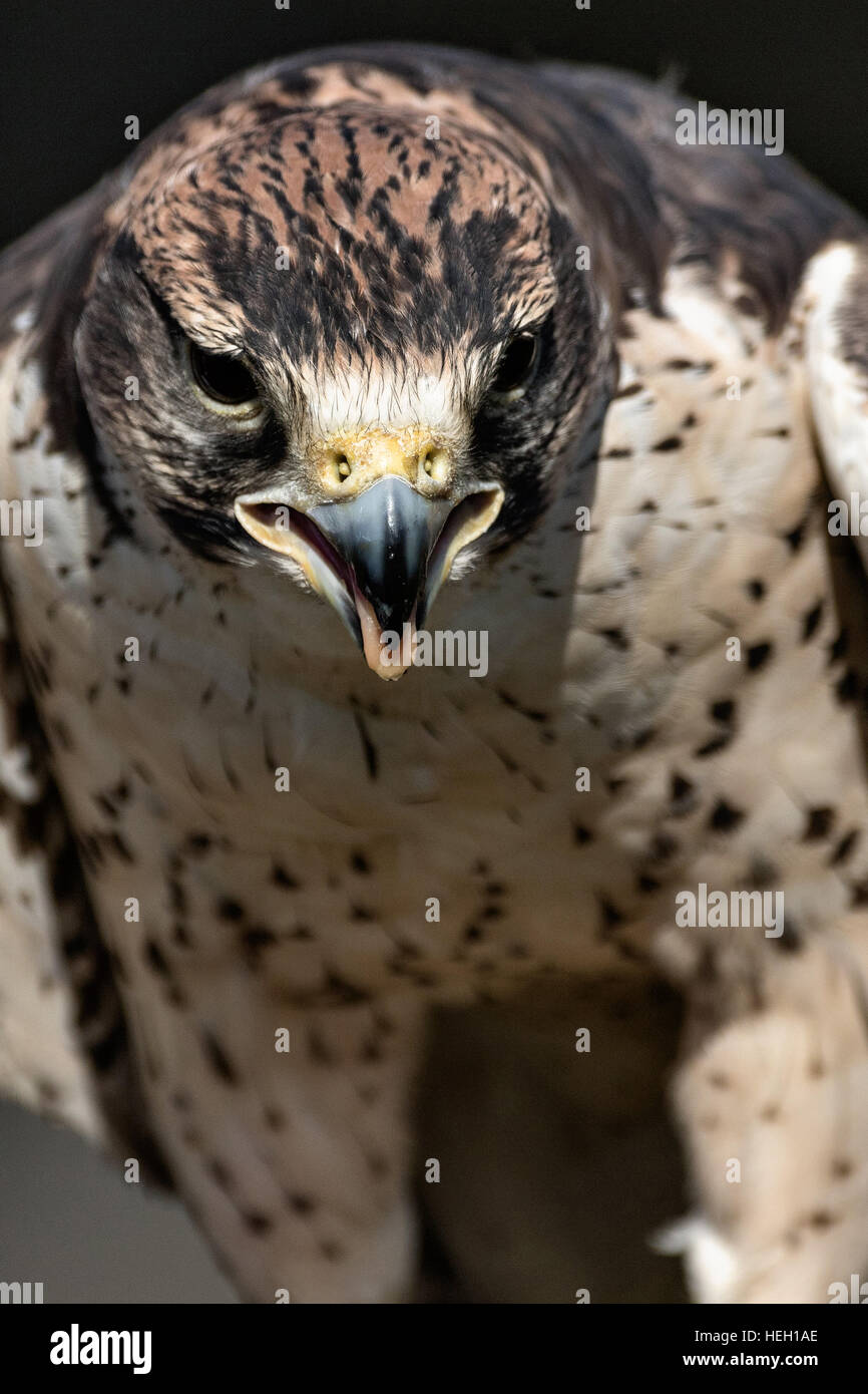 Portrait of a Lanner Falcon at the Center for Birds of Prey November 15 ...