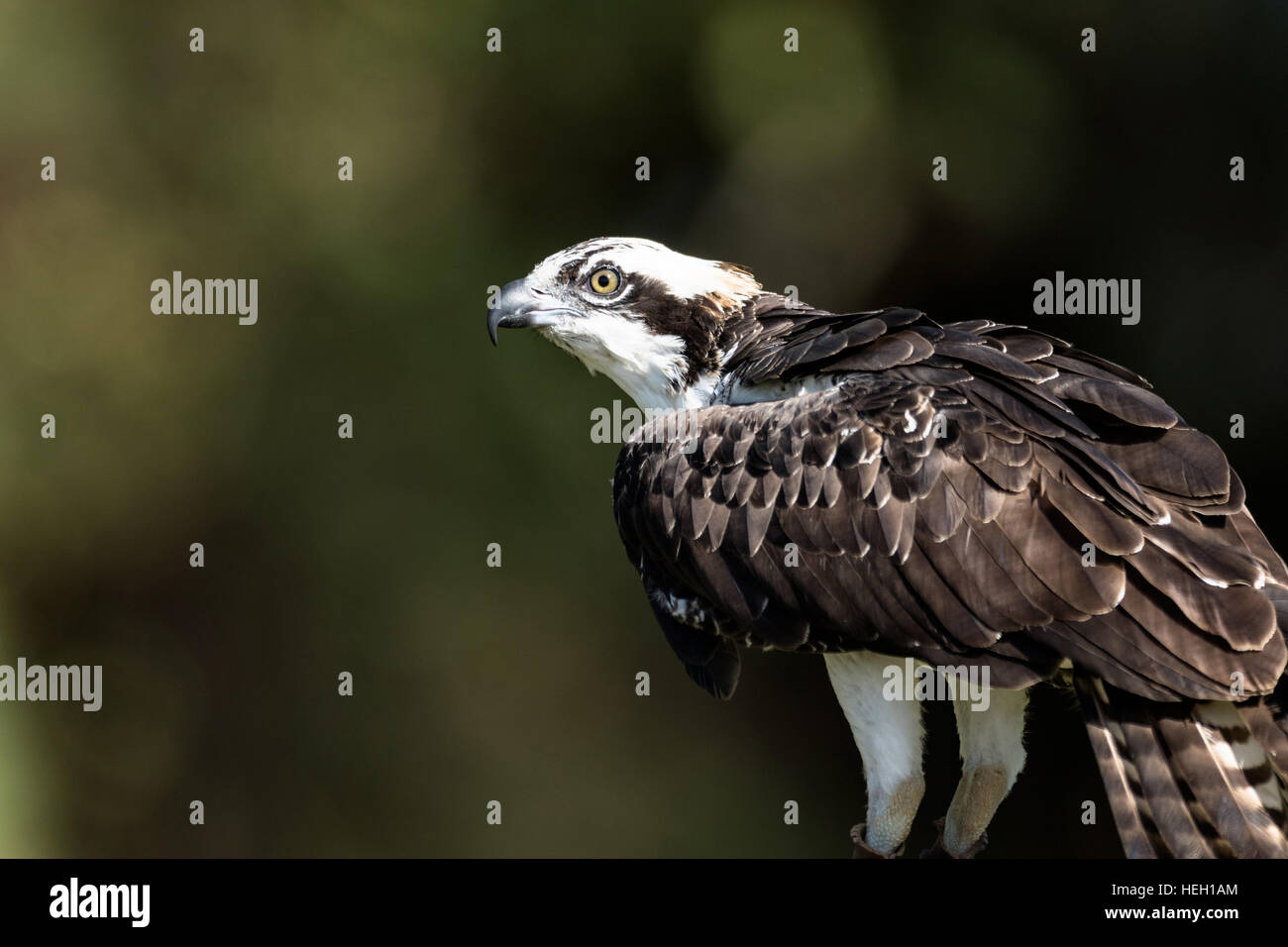 Osprey at the Center for Birds of Prey November 15, 2015 in Awendaw, SC ...