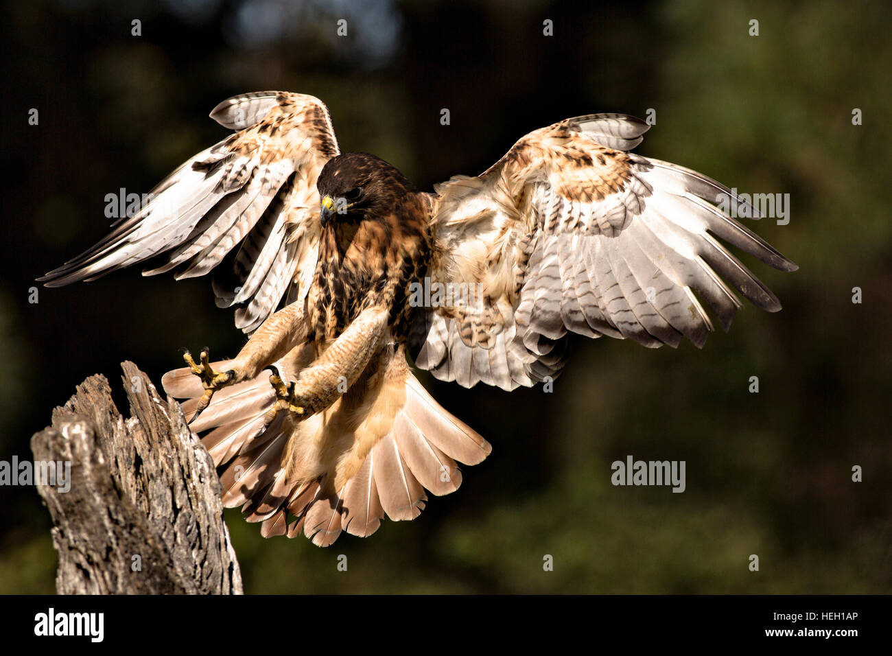 Red tailed hawk landing on a tree branch at the Center for Birds of ...
