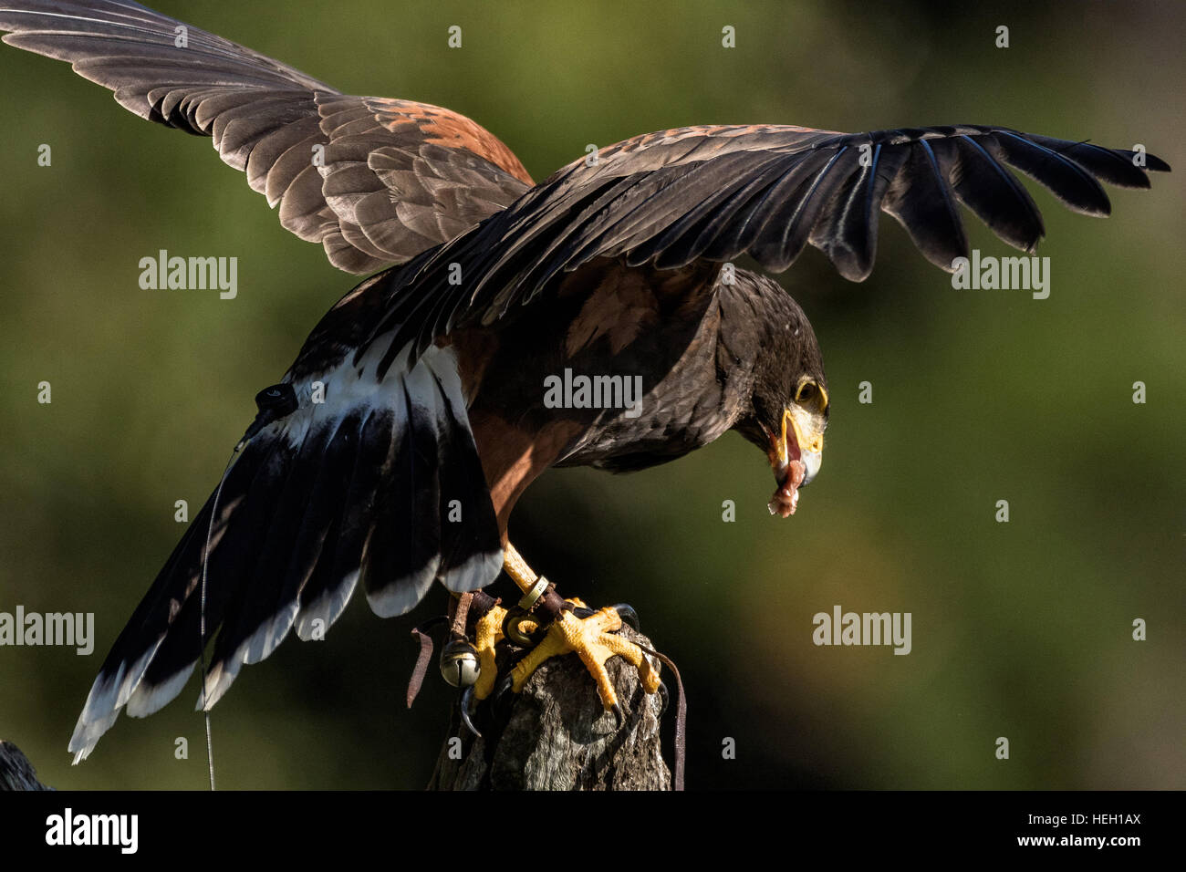 Red tailed hawk landing on a tree branch at the Center for Birds of ...