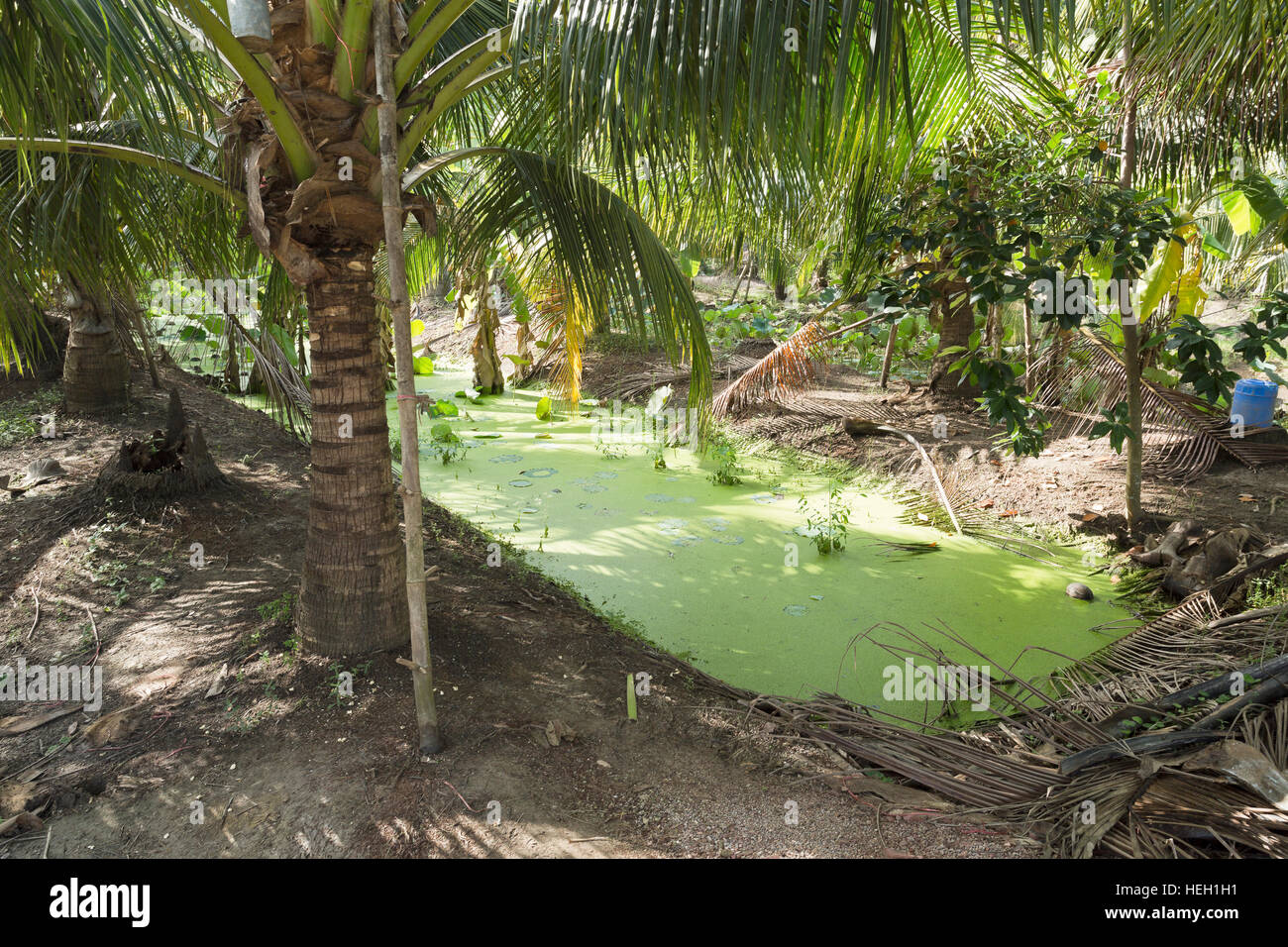 Algae farm High Resolution Stock Photography and Images - Alamy